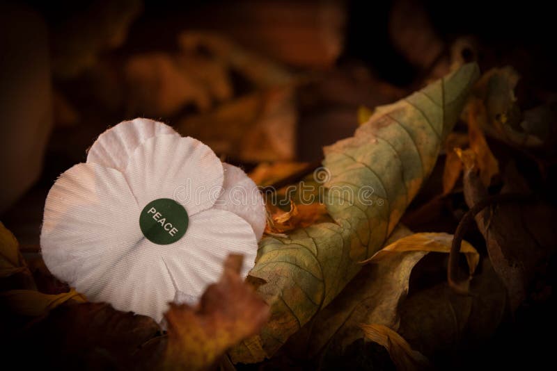 White Poppy Peace of Armistice Day Symbol of Peace Stock Photo - Image ...
