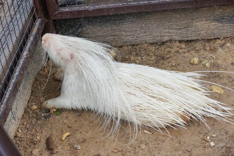 Porcupine stock image. Image of large, meal, nature, white - 99402089