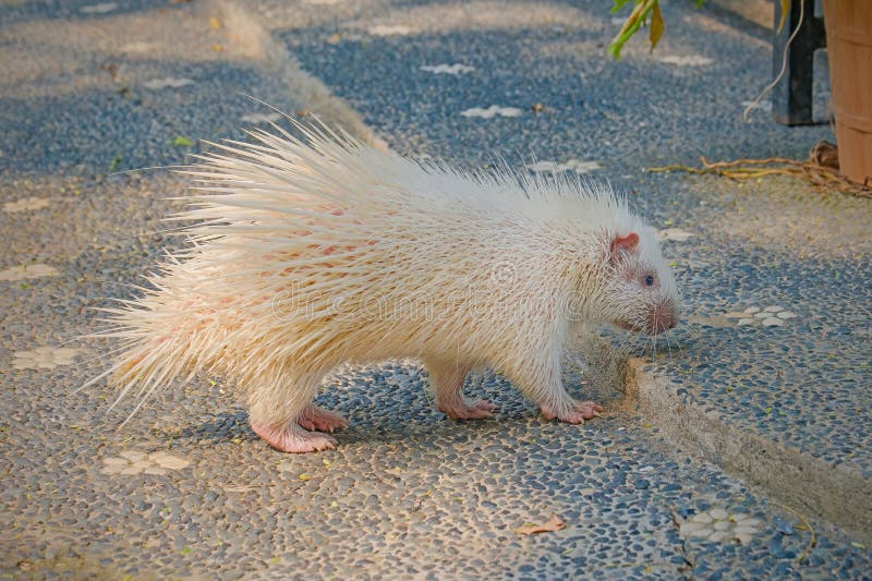 White Porcupine in an Open Zoo Stock Image - Image of albino, natural ...