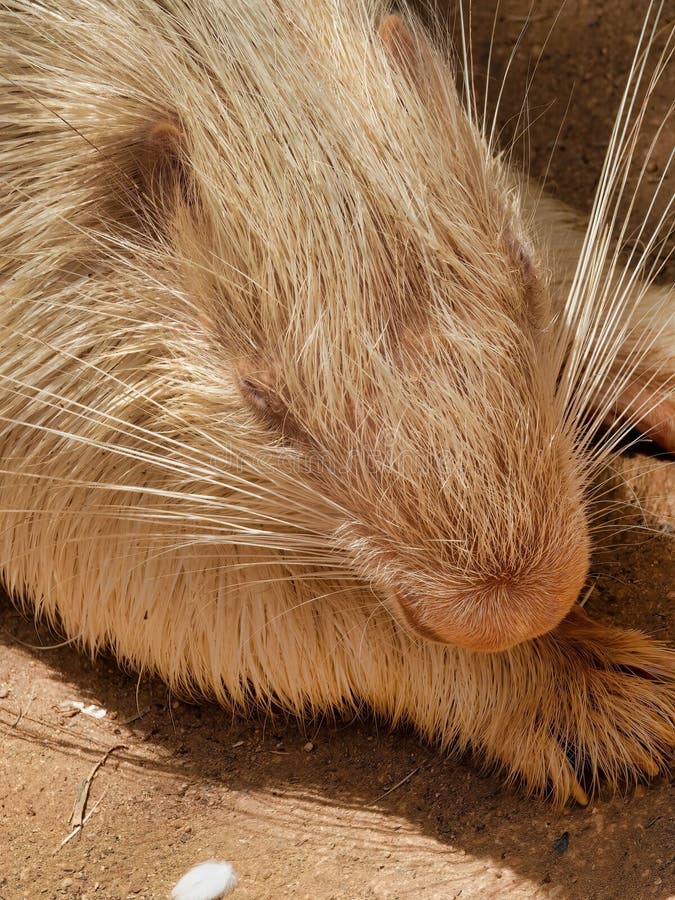 White Porcupine Walking on the Ground Stock Image - Image of wild ...