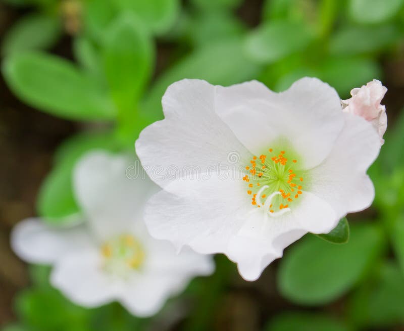 White Portulaca Grandiflora Flower in the Garden. Purslane,Orange Moss ...