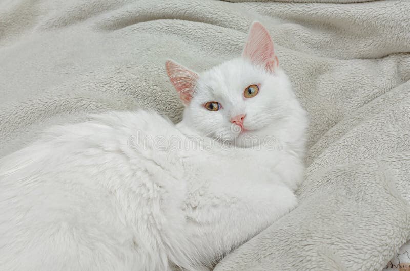 White Posh Fluffy Cat of Turkish Angora Breed, Lies on Bed Stock Photo ...