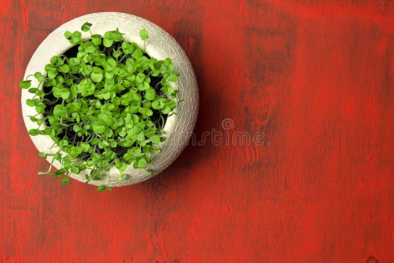 White Pot with Young Basil on a Wooden Red Table, Top View with Copy ...