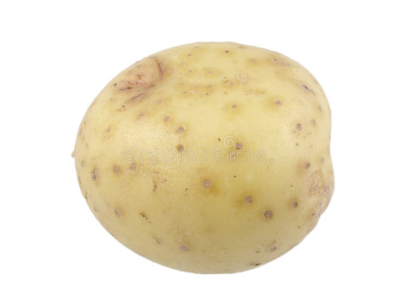 White potato stock image. Image of tuber, miniature, boiling - 200839