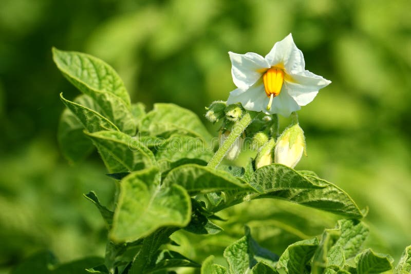 Potato flower stock image. Image of vangogh, vegitable - 1024329
