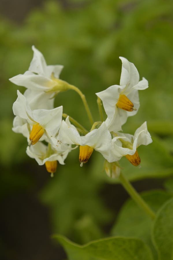 White potato flower stock image. Image of farm, potato - 73041081