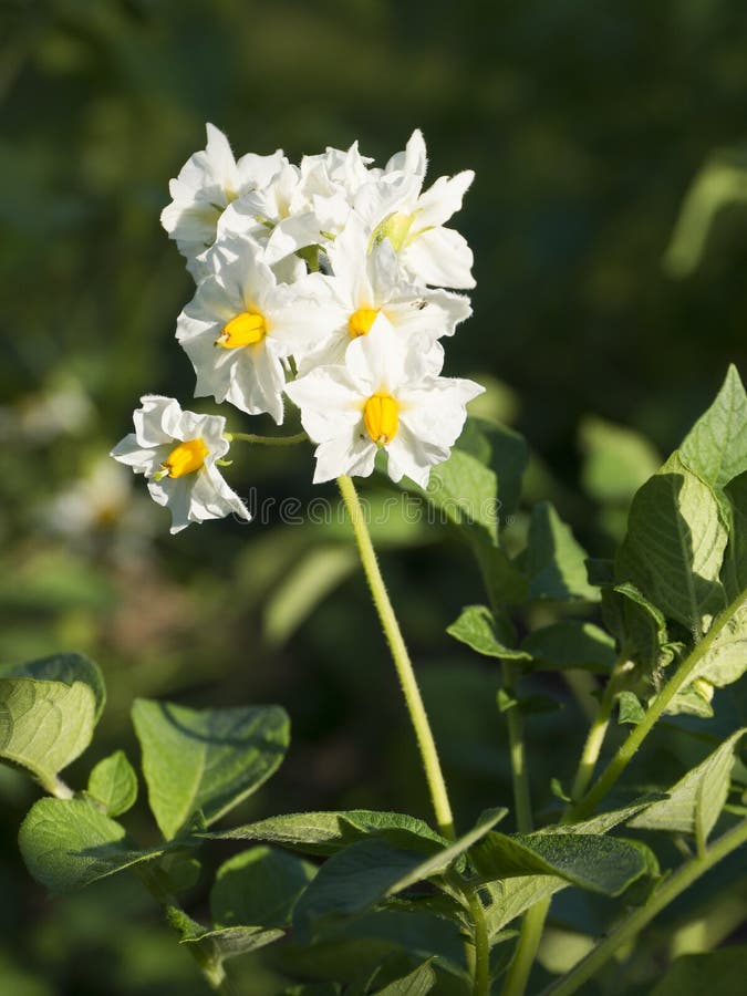 White potato flowers stock photo. Image of petal, garden - 42922004