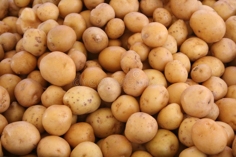 White Potatoes stock photo. Image of meal, potatoes, spuds - 20427756