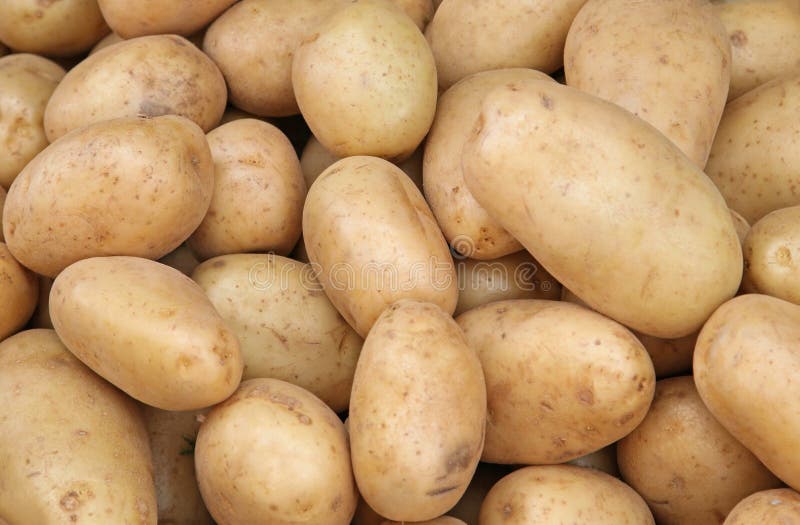 White potatoes stock image. Image of potatoes, yellow - 33117833