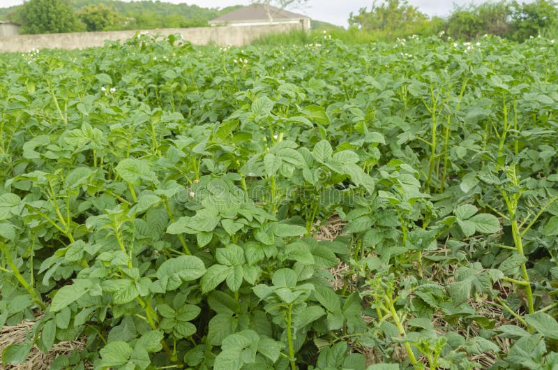 Growing Irish Potatoes stock photo. Image of eudicots - 258422560