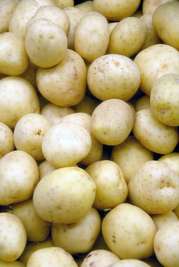 Potatos stock image. Image of industry, potatos, vegetable - 6521019