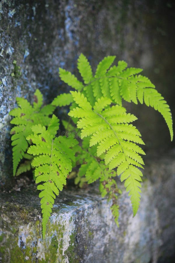 White Powder Flower Looks Cool and Charming Stock Image - Image of cool ...