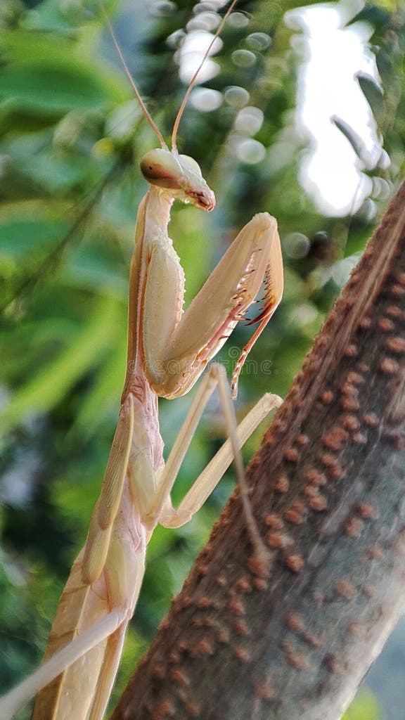 White Praying Mantis Resting on the Stick Branch. Stock Photo - Image ...