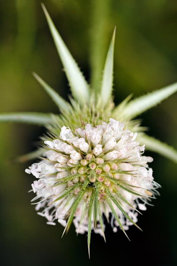Prickly Plant with White Petals Stock Photo - Image of plant, detail ...