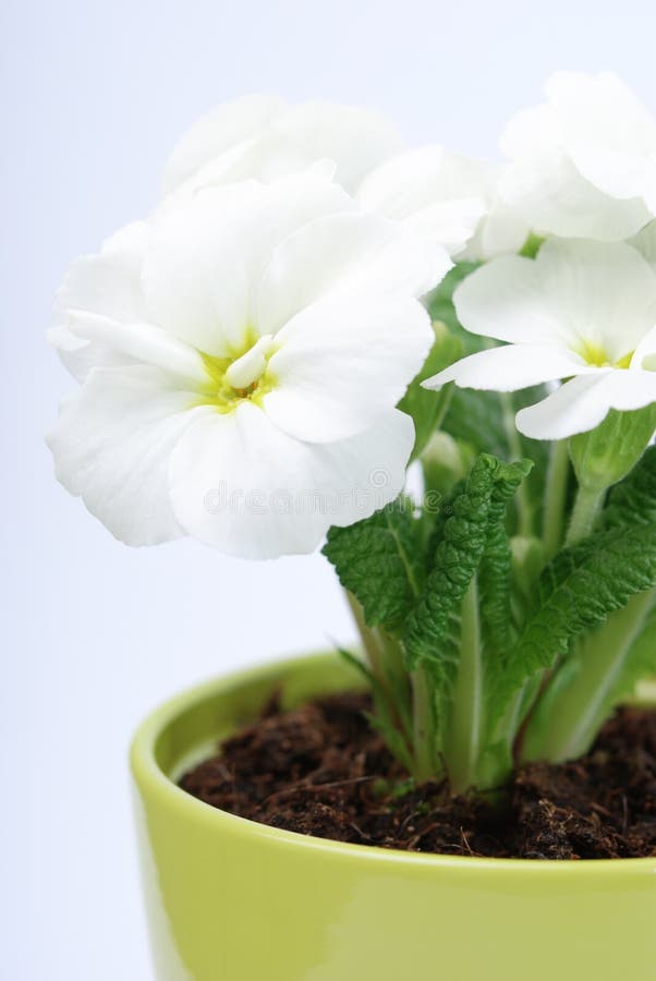 White primrose. stock photo. Image of tranquil, spring - 13219566