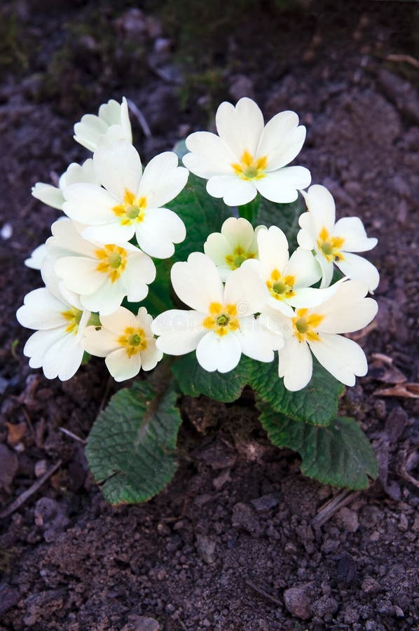 Early Spring Mountain Flowers White, Yellow Stock Photo - Image of ...