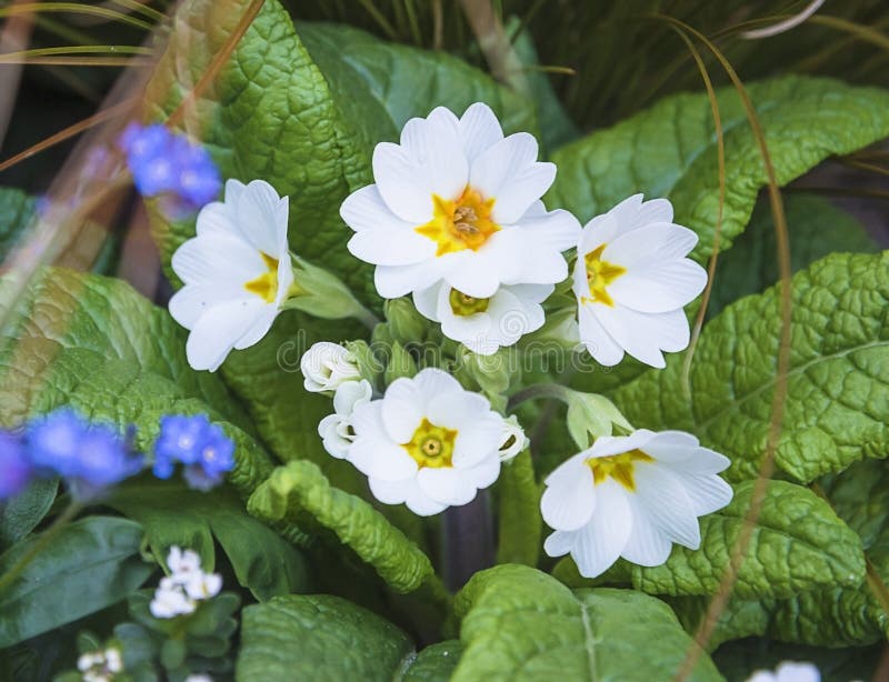 Spring in the Garden. White Primrose Blooming in the Spring Garden ...