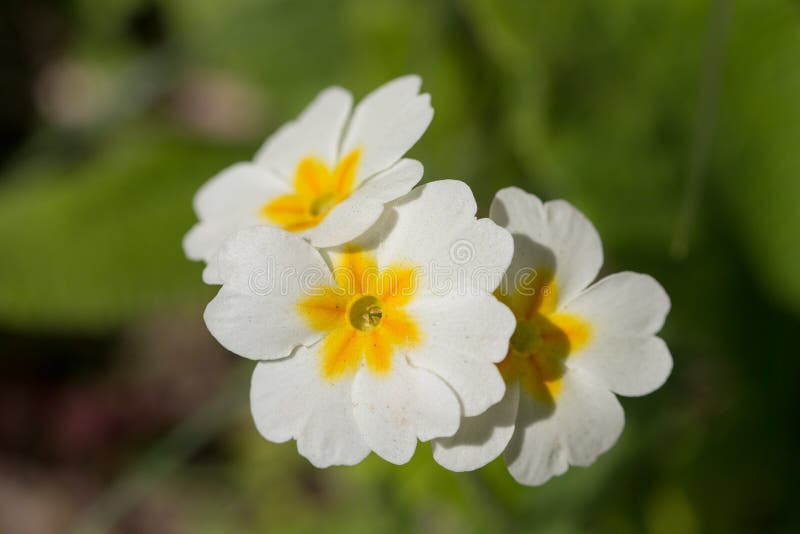 White primrose closeup stock photo. Image of bright, green - 72521068