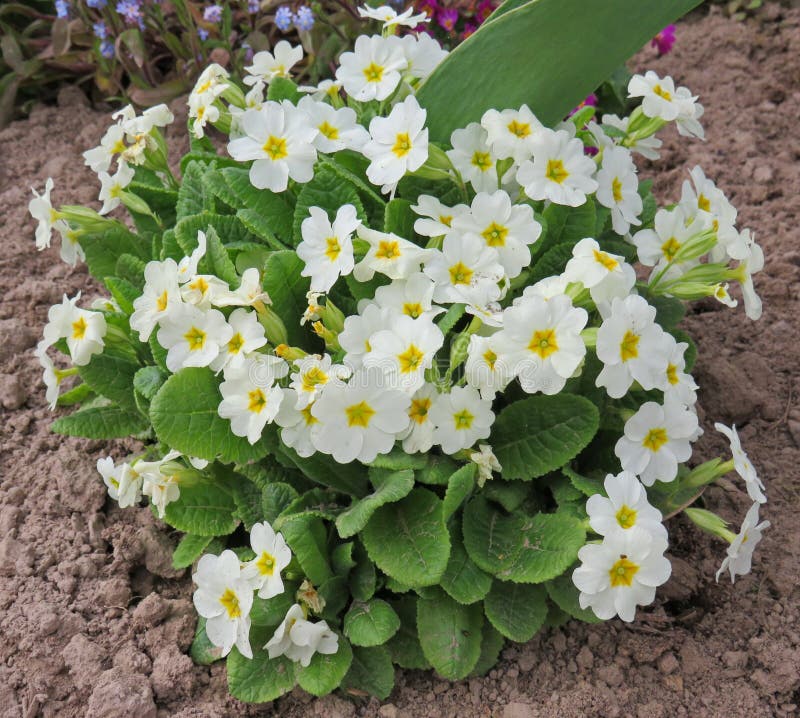 White Primrose Flower With Yellow Center Isolated Stock Image - Image ...