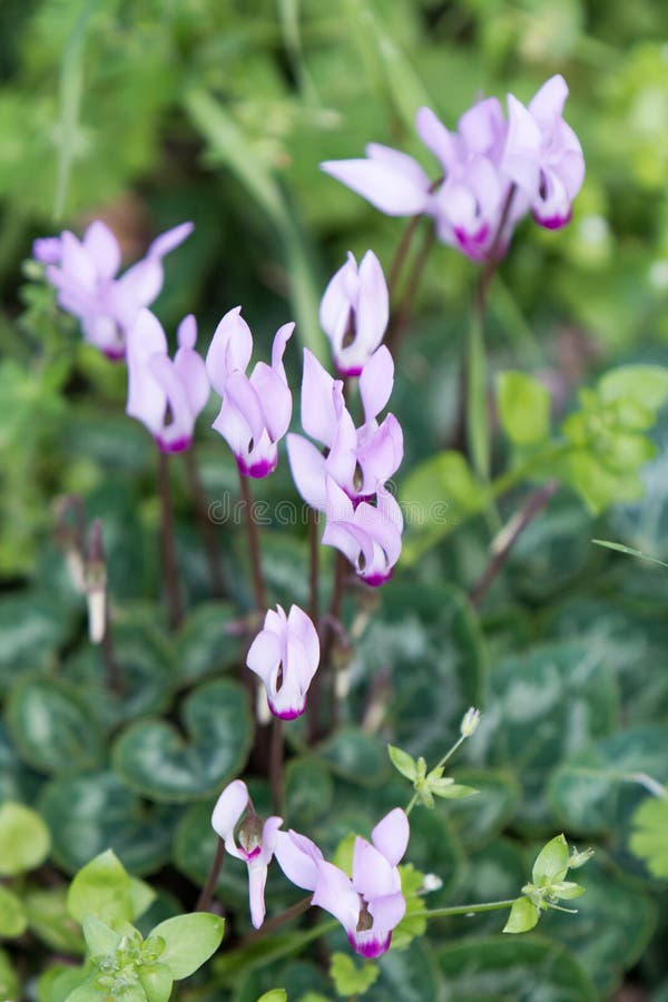 A white Primrose blossom stock image. Image of boats - 110701979