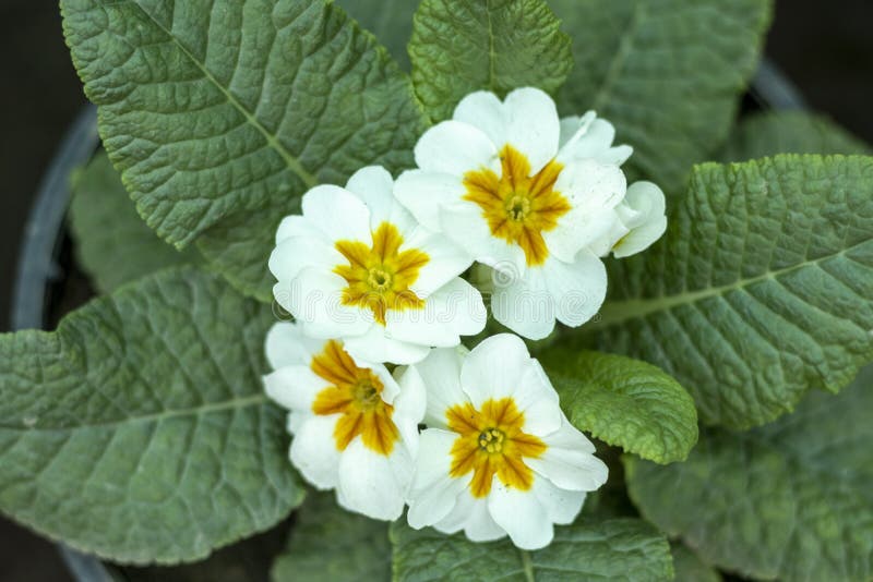White Primrose Plant Closeup View Stock Image - Image of angiospermae ...