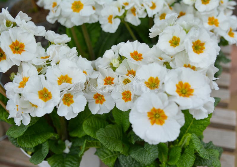White Primrose-spring Flowers Stock Photo - Image of beautiful, nature ...
