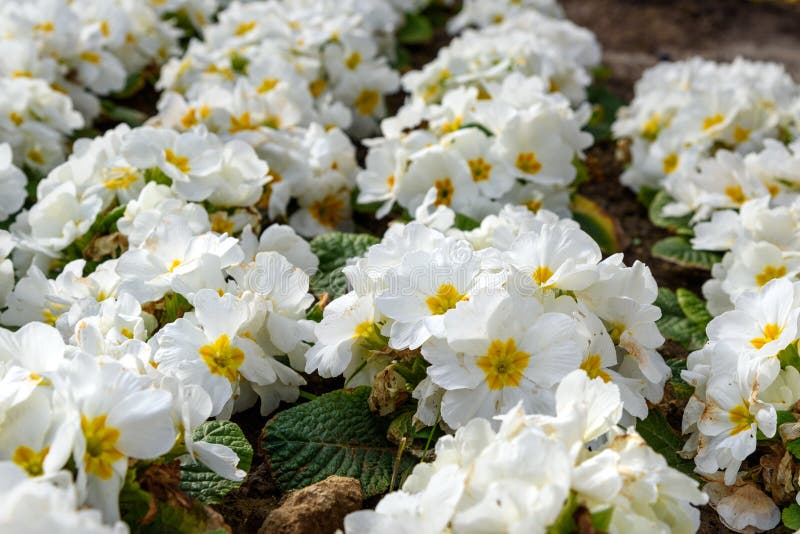 White Primula Flower on Flowebed Stock Photo - Image of flowerbed ...