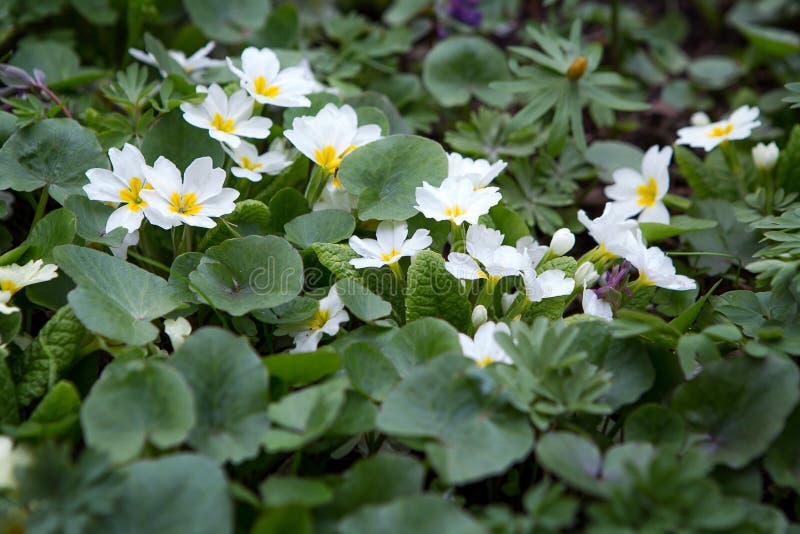 White Primula in Flowerbed. Spring Day in the Park, Primroses Stock ...