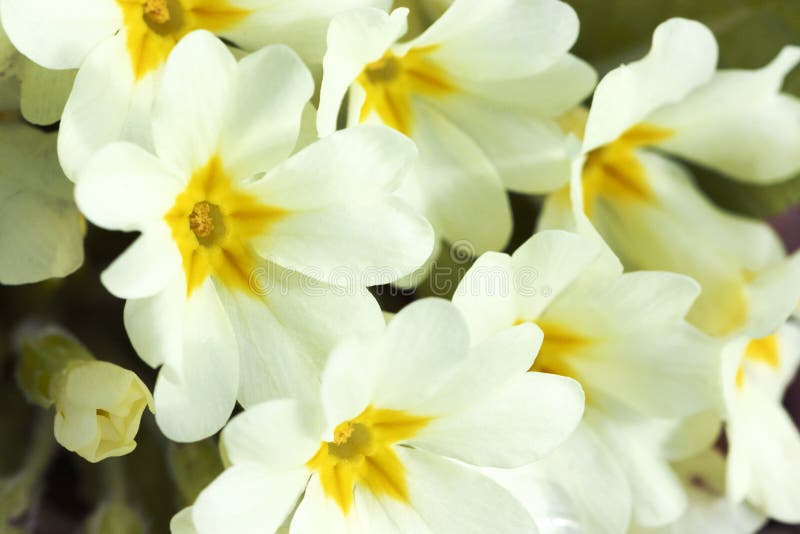 White Primula Flowers Macro Photo. Beautiful Spring Flowers Stock Photo ...