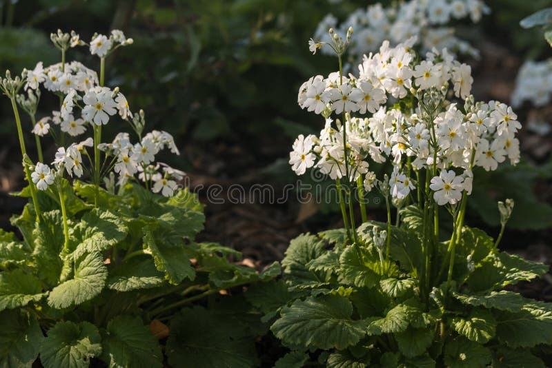 White primulas stock photo. Image of primula, petals - 49723366