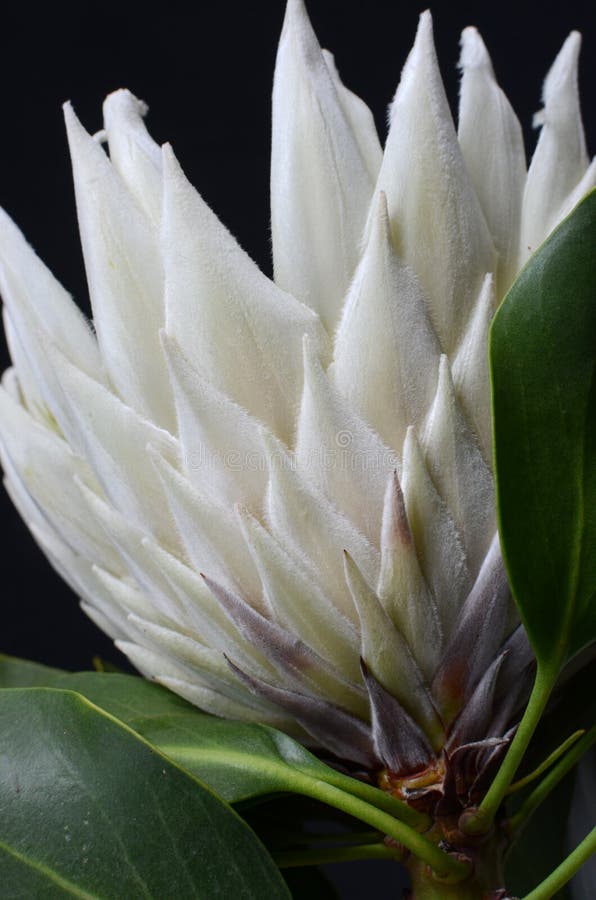 White Protea Plant for Background Stock Image - Image of beautiful ...