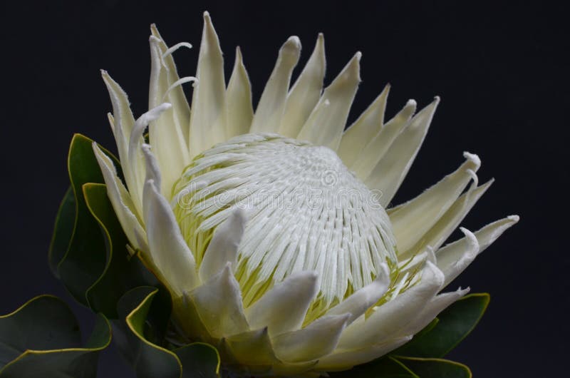 White Protea Plant for Background Stock Image - Image of beautiful ...