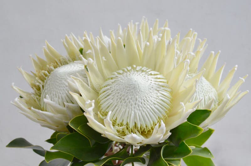 White Protea Plant for Background Stock Image - Image of beautiful ...
