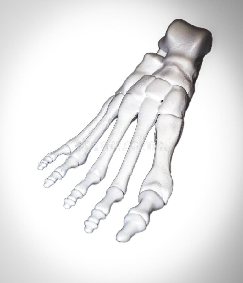 Prototype Human Foot Skeleton Printed 3d Printer Stock Photos - Free ...