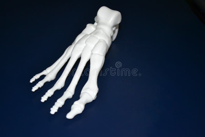 Prototype Human Foot Skeleton Printed 3d Printer Stock Photos - Free ...
