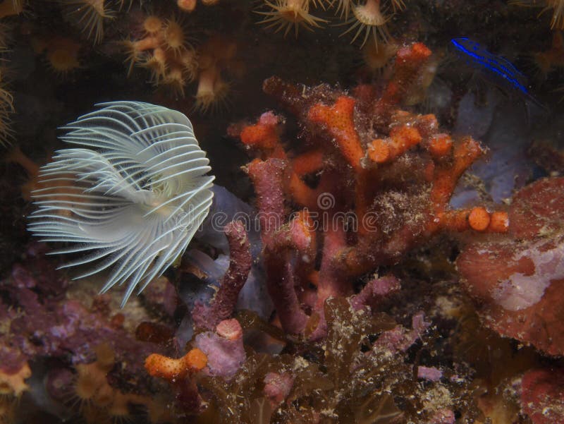 White protula tubularia stock image. Image of photosub - 26615157