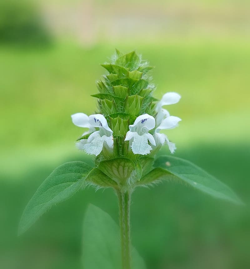 White Prunella vulgaris stock photo. Image of flowering - 295487896