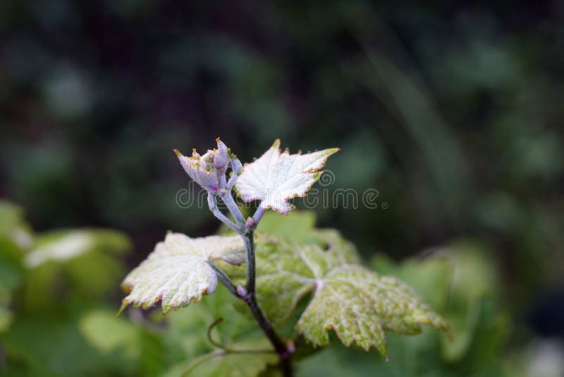 White Pubescent Young Vine Leaves in Spring Stock Image - Image of leaf ...