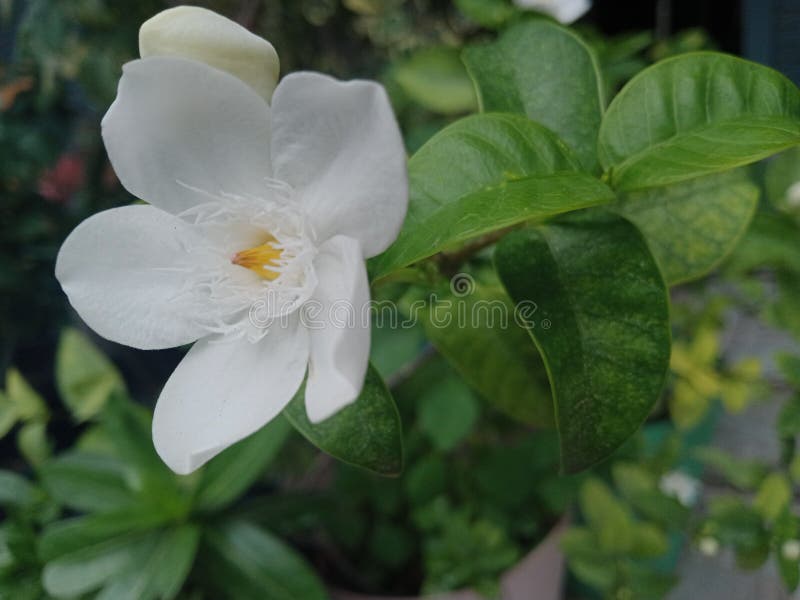 Pud Pitchaya Stock Photos - Free & Royalty-Free Stock Photos from ...