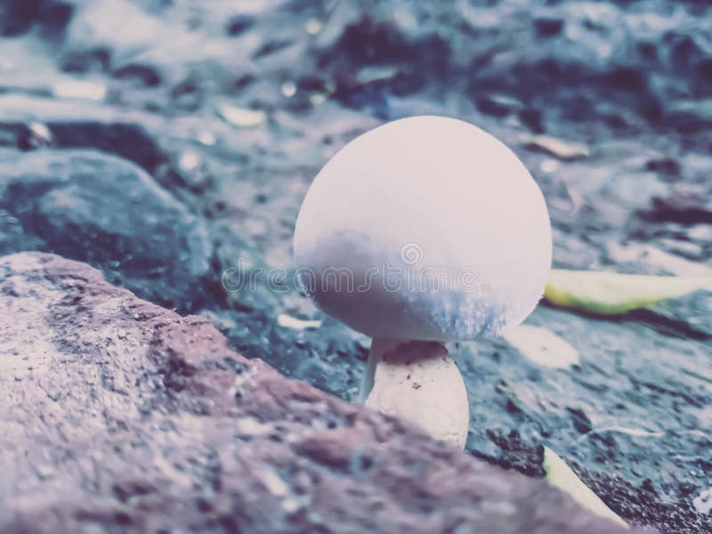 White Puffball Mushroom in the Grass Stock Image - Image of mushrooms ...