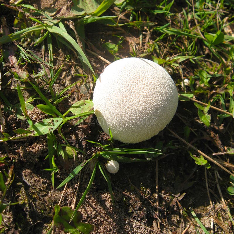 White Puffball Mushroom in the Grass in the Sunlight. Top View Stock ...