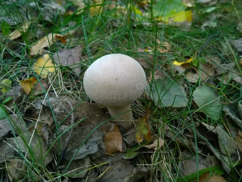 White puffball stock photo. Image of forest, leaf, mushrooms - 102064608