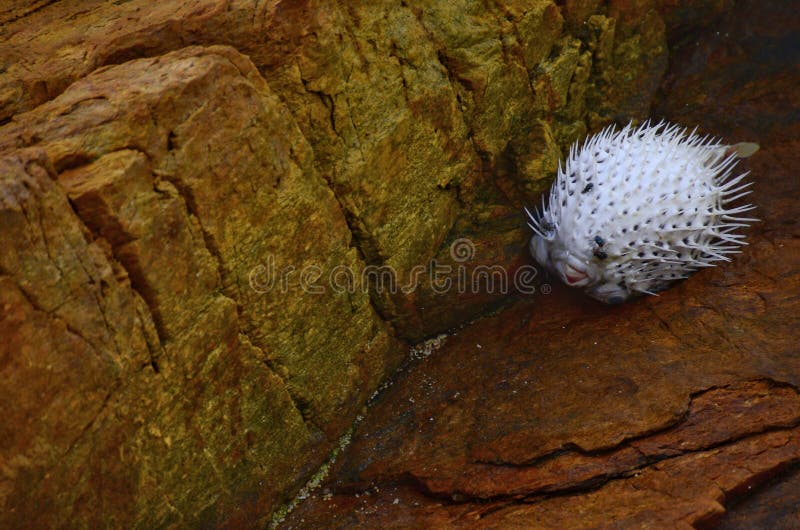 A White Puffer Fish Remains Stuck on a Rock in the Sea Stock Image ...