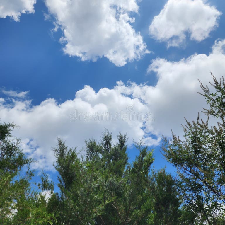 White Puffy Clouds in a Deep Blue Sky with Ashe Juniper Trees in the ...