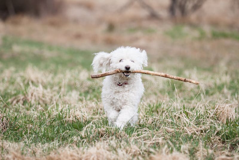 White Puli stock image. Image of hair, adorable, isolated - 39394559