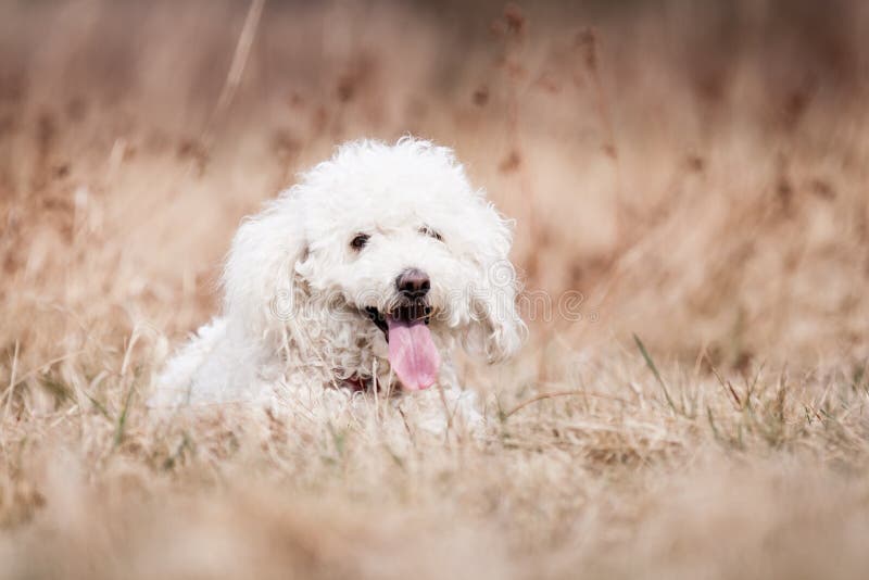 218 Puli White Background Photos - Free & Royalty-Free Stock Photos ...