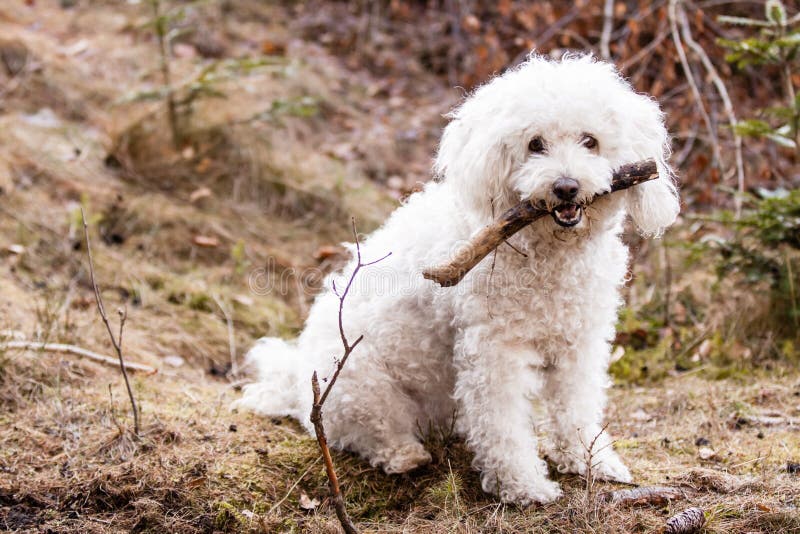 White Puli stock photo. Image of dear, adorable, guardian - 39394974