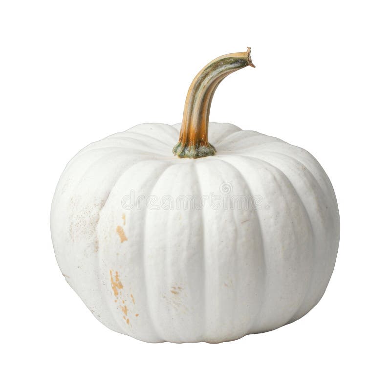 White Pumpkin with Brown Stem Stock Photo - Illustration of stem ...