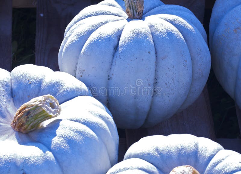 White pumpkin stock image. Image of dinner, farm, organic - 59679057