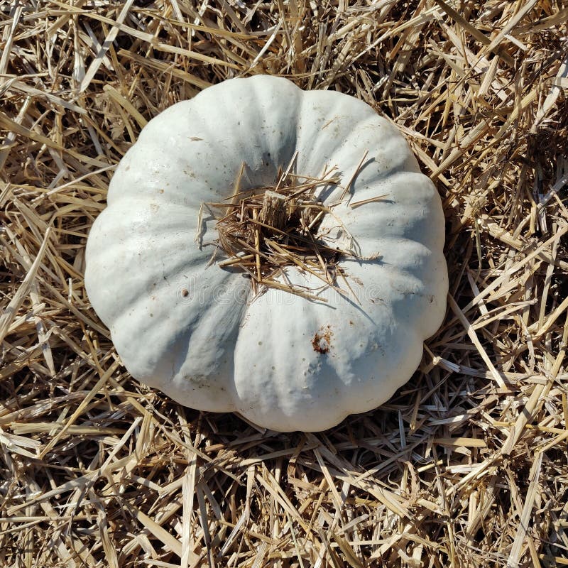 White Pumpkin with Straw Looks so Cute Stock Photo - Image of tree ...